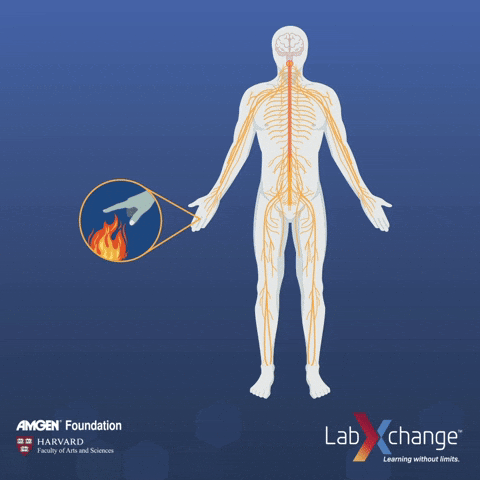 LabXchange GIF - Find & Share on GIPHY
