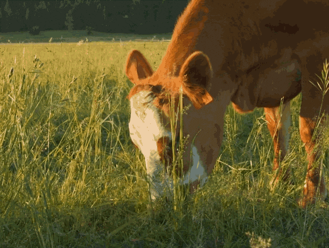 Happy Cow Showdown GIFs on GIPHY - Be Animated