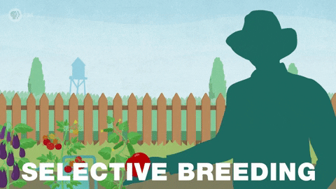 Selective Breeding GIFs - Get the best GIF on GIPHY