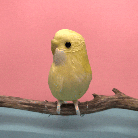 Bird Gif