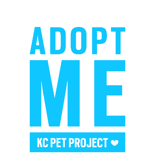 KC Pet Project GIFs on GIPHY - Be Animated
