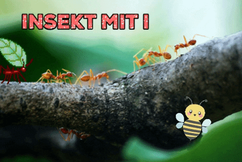 Ants At A Picnic GIFs - Get the best GIF on GIPHY