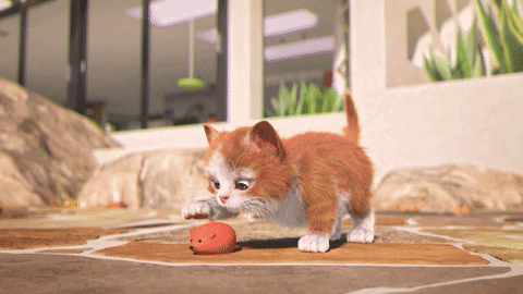 Fluffy The Cat GIFs - Get the best GIF on GIPHY