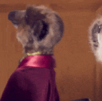 Compare the Market GIFs on GIPHY - Be Animated