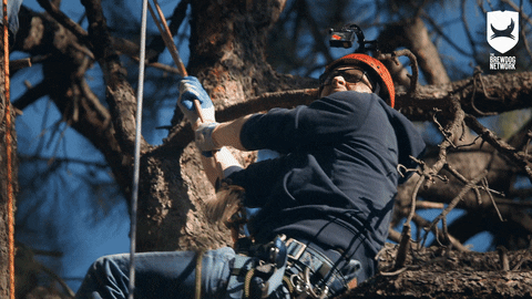 Pine Cones GIFs - Get the best GIF on GIPHY