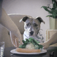 Disappointed Dog Gif