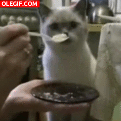 Cat Eats With A Fork GIFs - Get the best GIF on GIPHY
