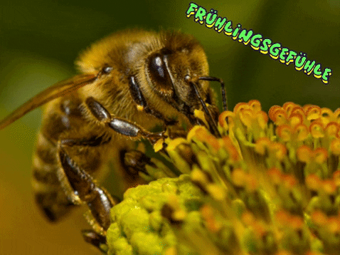 Yellow Bee GIFs - Get the best GIF on GIPHY
