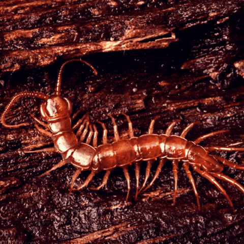 Centepede GIFs - Get the best GIF on GIPHY