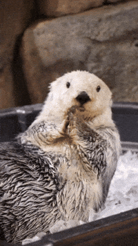 Happy Otter Gif