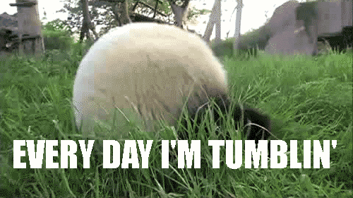 Tumblr Widget GIFs - Get the best GIF on GIPHY