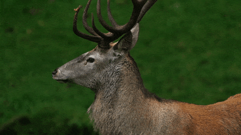 Buck Buck GIFs - Get the best GIF on GIPHY