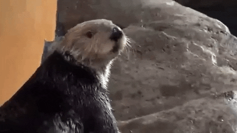 Sea Otter GIF by Georgia Aquarium - Find & Share on GIPHY
