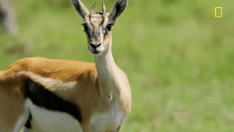 Hostile Planet: Grasslands by National Geographic TV | GIPHY