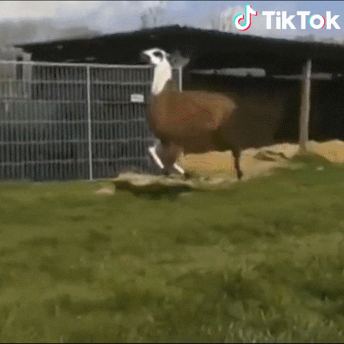 Jumping Alpaca Gif