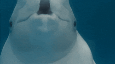 SeaWorld GIF - Find & Share on GIPHY