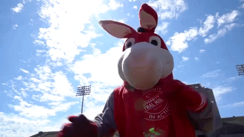 Mo-the-mule GIFs - Get the best GIF on GIPHY