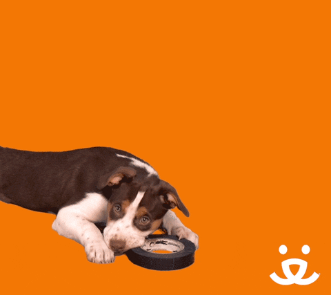 Pet Shelter GIFs - Get the best GIF on GIPHY