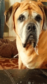 Dog Drooling Gif