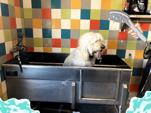 Los Angeles Dog Bather GIFs - Get the best GIF on GIPHY