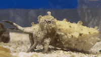 Flamboyant Cuttlefish Gif