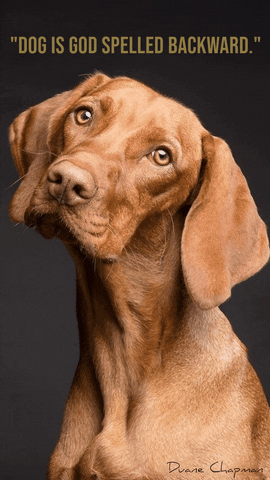 Dog Spelled Backwards As God GIFs - Get the best GIF on GIPHY