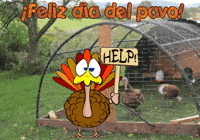 Gif Animado De Pavo Dia Del Pavo GIF Animado Gratis PicMix
