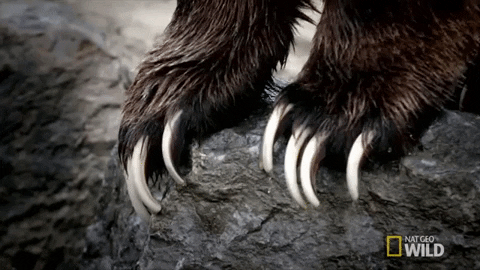 Claw Fight GIFs - Get the best GIF on GIPHY