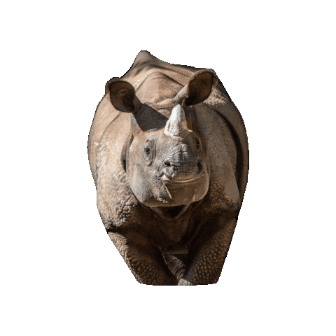 Stickers GIFs on GIPHY - Be Animated