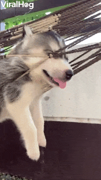 Husky Puppy Gif