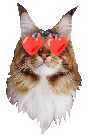 Cat Love Sticker for iOS & Android | GIPHY