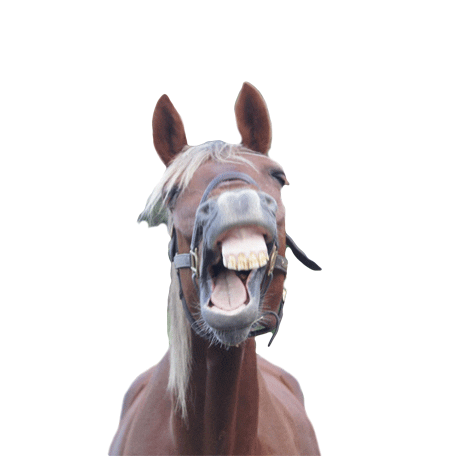 Horse Laughing Gif