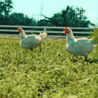 Running Chicken Gif