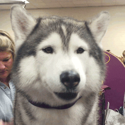 Husky Gif