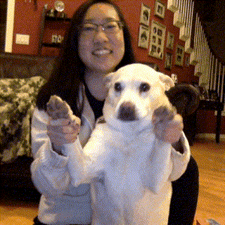 Dog Clapping GIF by The Standing O - Find & Share on GIPHY