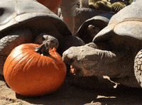 Turtle Eating Gif