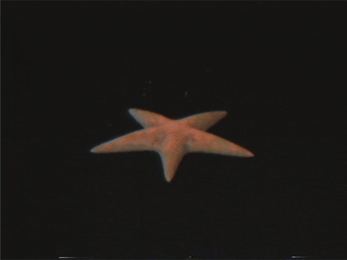Seastar GIFs - Get the best GIF on GIPHY