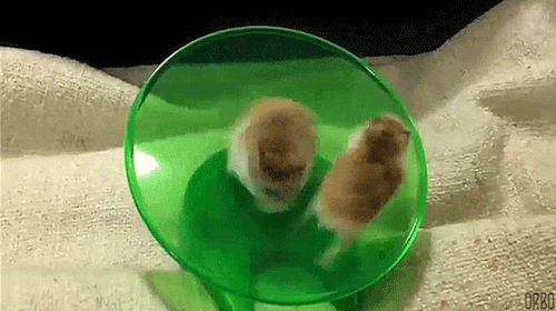 Hamster Wheel Spinning Gif