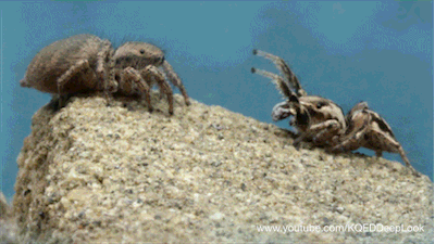 Jumping Spiders GIFs - Find & Share on GIPHY