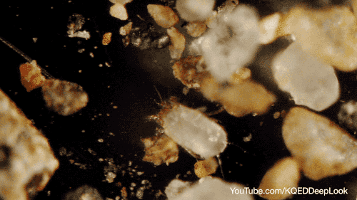 Dust-mite GIFs - Get the best GIF on GIPHY