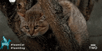 Meredith Cat Gif