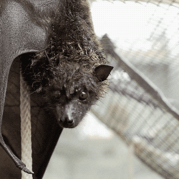 Fruit Bat GIF by San Diego Zoo - Find & Share on GIPHY