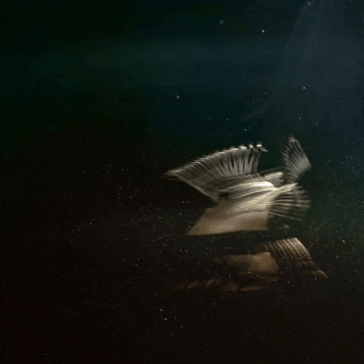 Body-morph GIFs - Get the best GIF on GIPHY