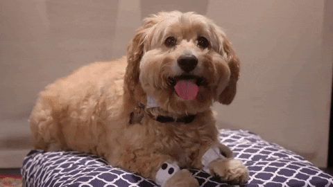 Dog Waiting GIF by SoulPancake - Find & Share on GIPHY