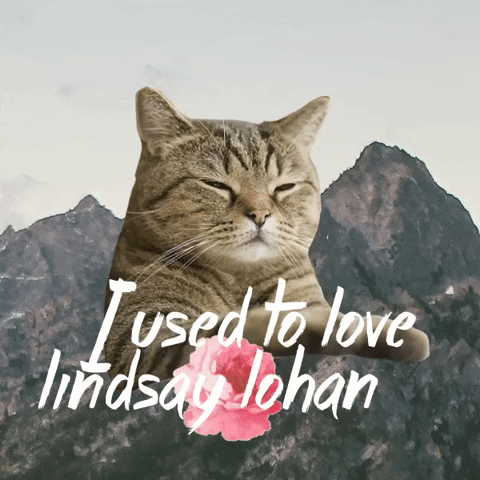 Driving Cats GIFs - Get the best GIF on GIPHY