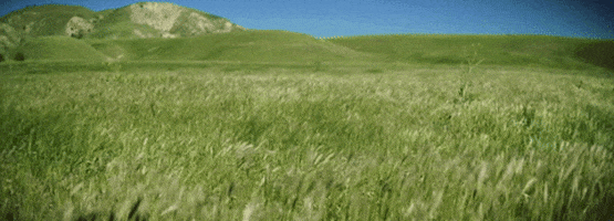 Grass Field S Find And Share On Giphy