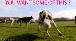 New trending GIF tagged animal what cows m8… | Trending Gifs