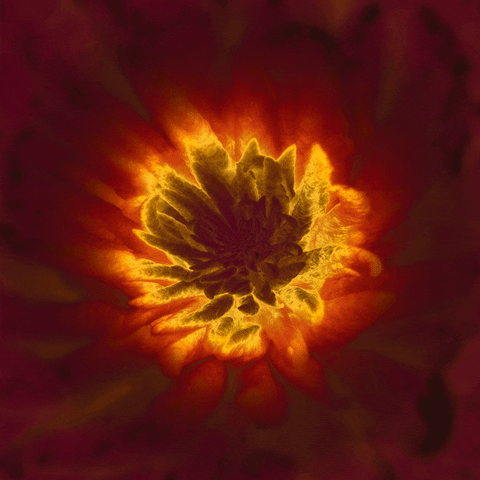 Fill Burn GIF by Feliks Tomasz Konczakowski - Find & Share on GIPHY