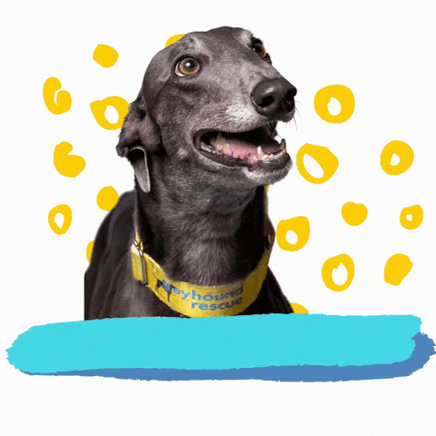 Dog Thank You GIF by Greyhound Rescue - Find & Share on GIPHY