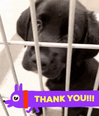 Thanks Dog Gif
